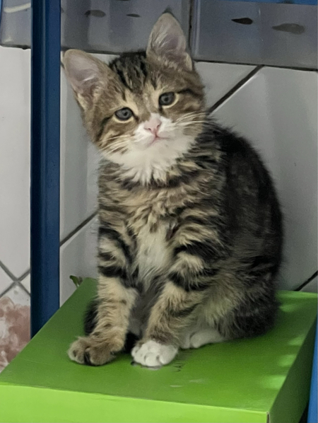 котёнок Азиатский табби