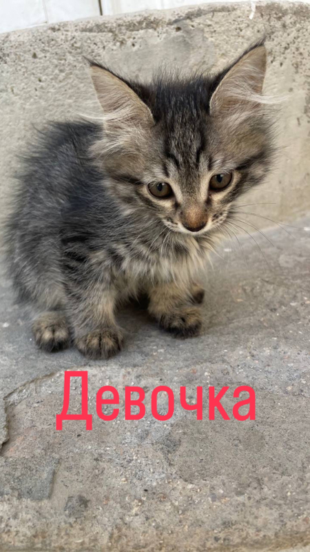 Отдаем котят