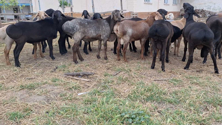 Qùrbonlikka soĝlom qòchqorlar sotiladi