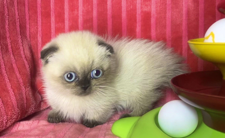 Котята породы манчикин