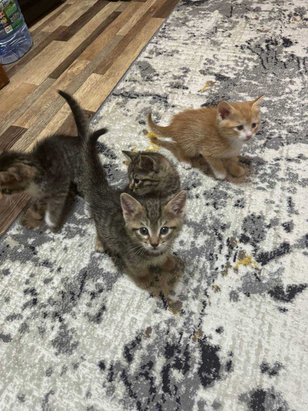 Котята в заботливые руки!