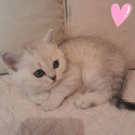 Котята серебристой шиншиллы