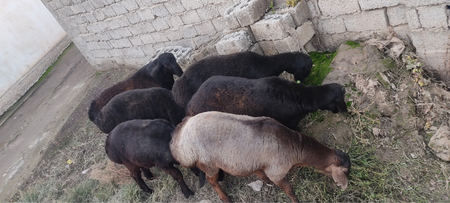 Qo’ylar sotiladi Qasob hizmati ichida