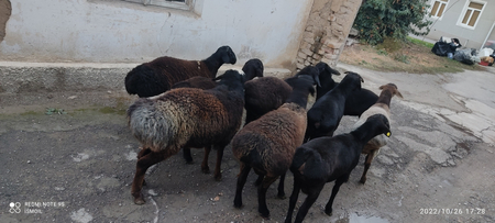 Qoylar sotamiz sifatl va hamyonbop