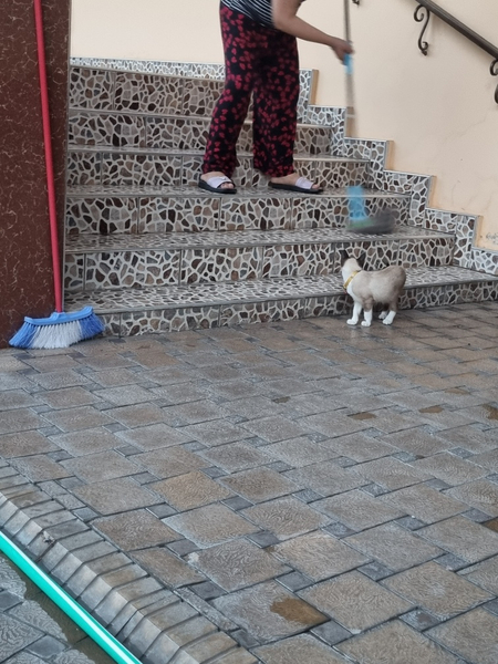 Siamski mushu sotiladi
