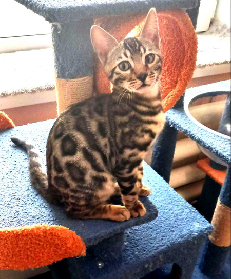 Бенгальские чистокровные котята