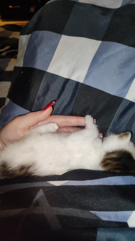 Домашние котята, родились 15го мая