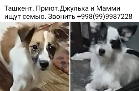 Приют.Бесплатно щенки, кошки, собачки