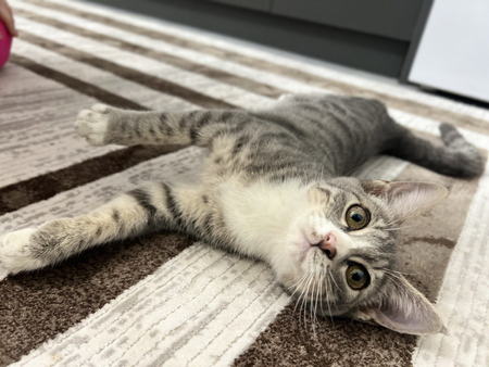 Котёнок в ответственные руки!!!