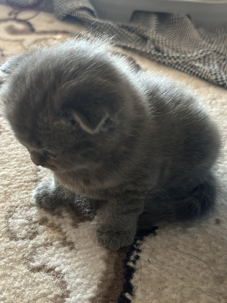 Скоттиш Фольд