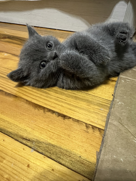 Скотиш фолд (краткоухие)Котята 1,5 месячные.