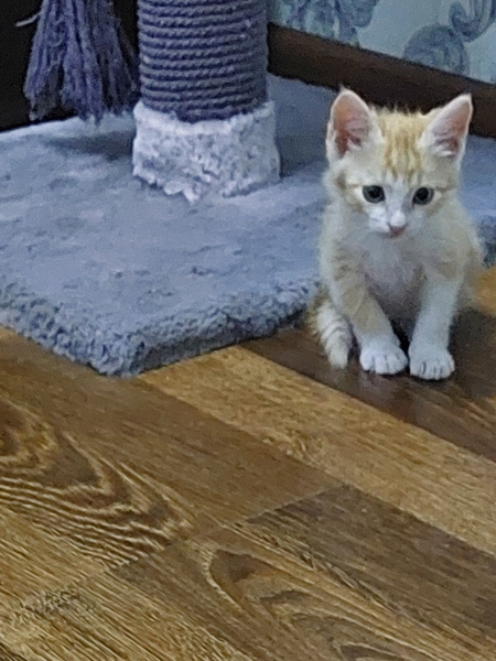 Котёнок ответственные руки