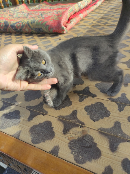 Британский Скоттиш страйт