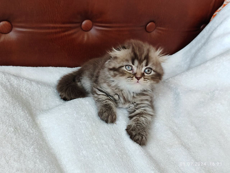 Шотландские котята Фолд