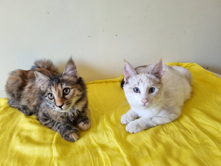 Отдам котят в добрые руки