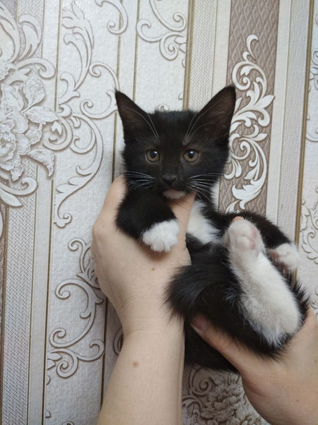 Пристрою котят в добрые и хорошие ручки!!!