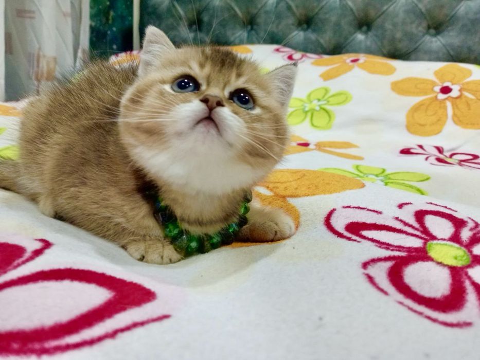 Шотланский Скоттиш Фолд!