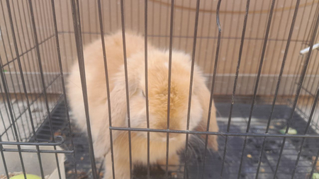 Карликовый кролик