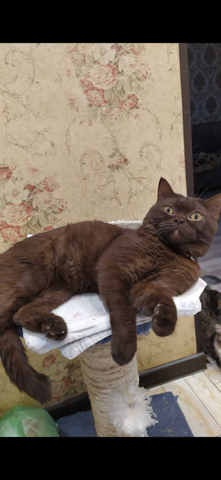 Вязка кот британец