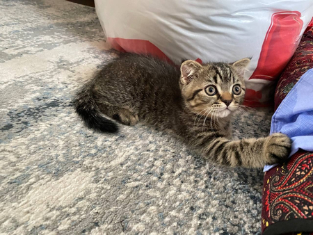 Котята Скоттиш Фолд, правильной вязки!