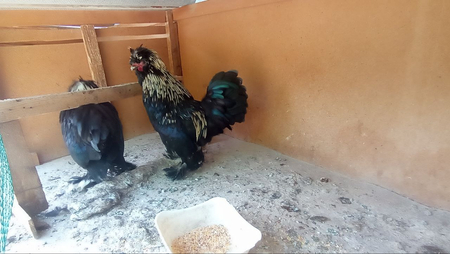 Yapon Xorozlar Sotiladi