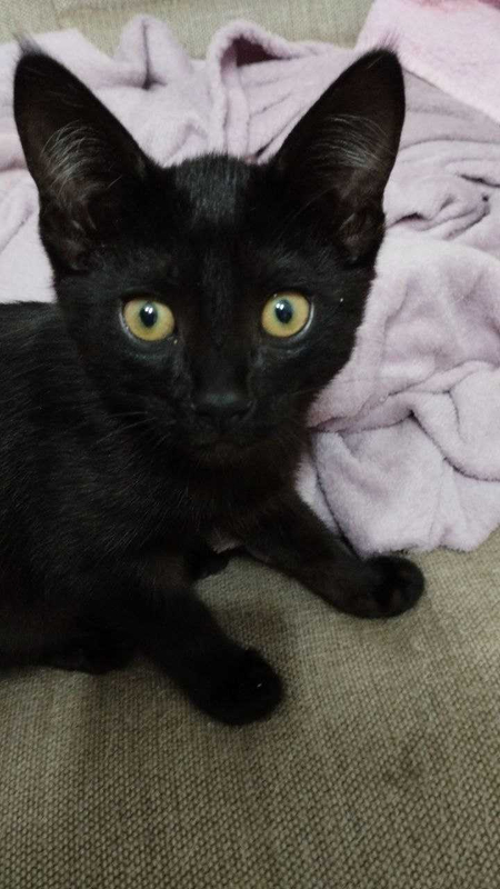 Котенок в добрые руки