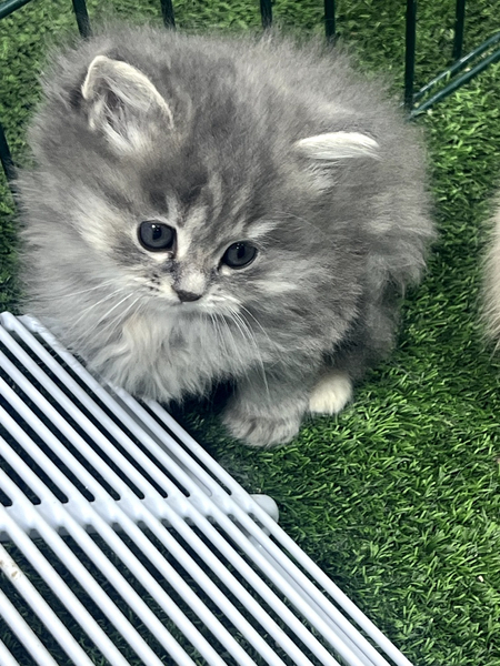 Котенок  Heylan!
