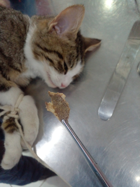 Veterinariya xizmati.