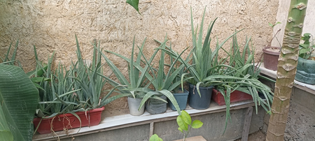 Aloe kochatlari sotiladi