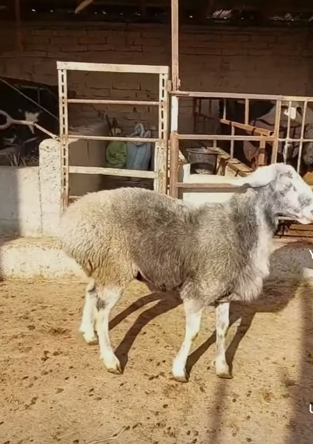 Qassob xizmati sifatli