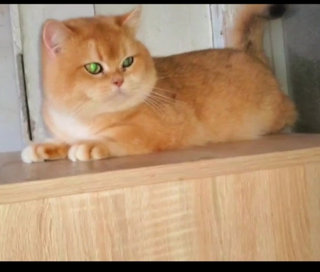 Золотая шиншилла, bri by 12 ( шоколад) ,