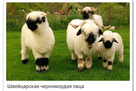 ЖАЙДАРИ 25кг 55кг