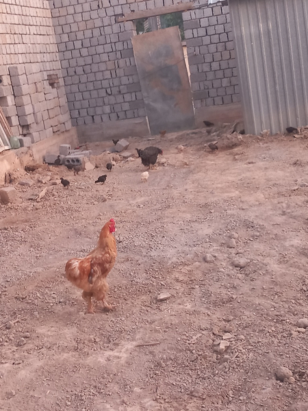Xuroz brama huroz