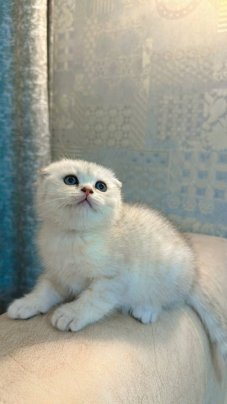 Срочно продаётся котёнки