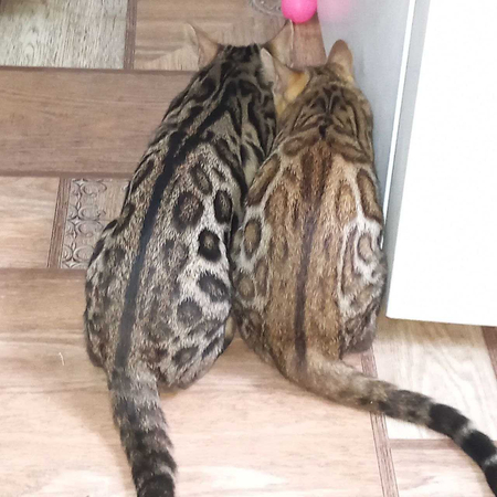 Бенгальский котёнок