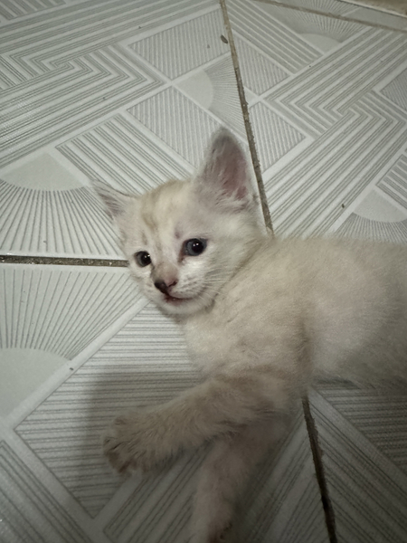 Сиамская кошка
