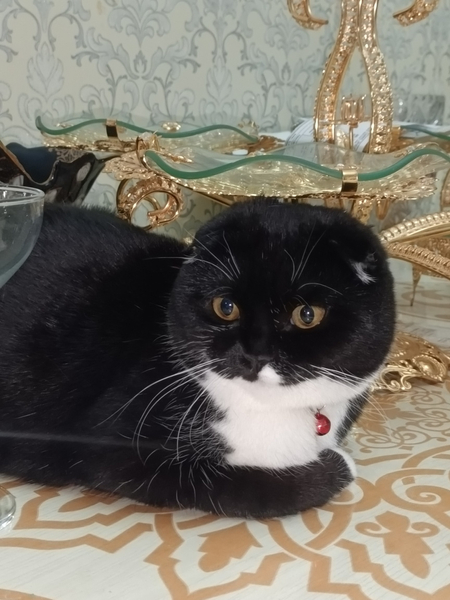 Mushu sotiladi  Shatlanskiy vislauxi ragi Feliks yoshi 1 yowi 3 oyli