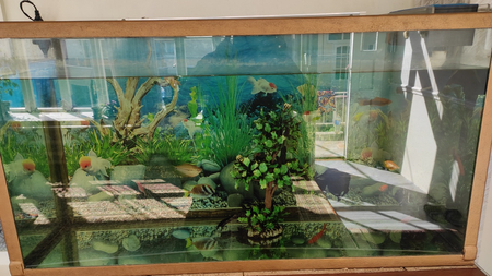 Baliqli Kota Akvarium