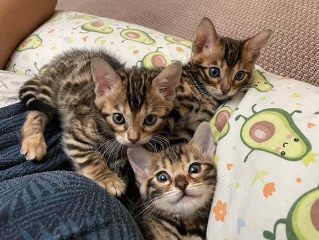 Котята Бенгалы original
