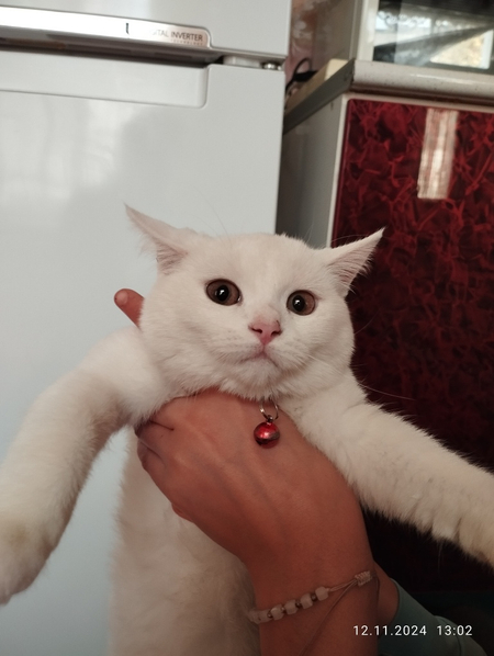Котёнок белый сладкий