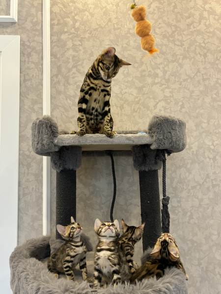 бенгальские котять