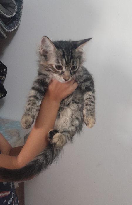 Сибирский котенок 2,5 месяца