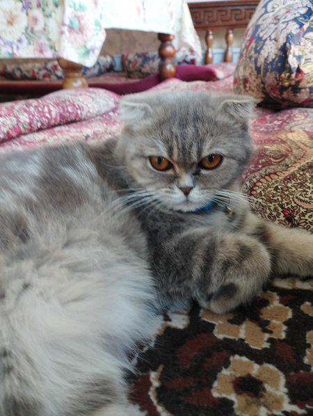 Продаётся кошка фолд