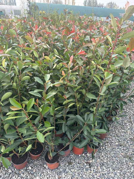 Фотиня Ред Робин (Photinia Red Robin frasseri)