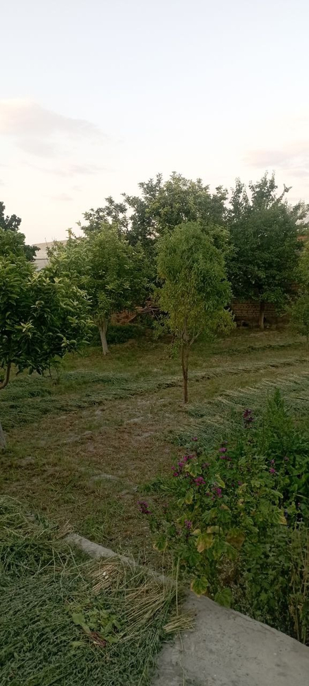 Chinobod mahallasida uchaska sotiladi