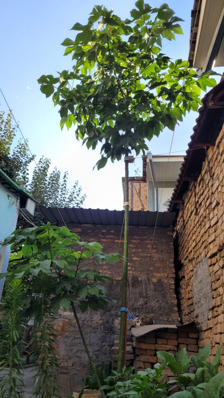 Фирмиана симплекс,зонтичное дерево или долларовое дерево!