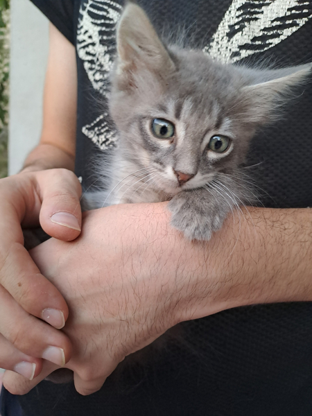 Отдам котят в хорошие руки