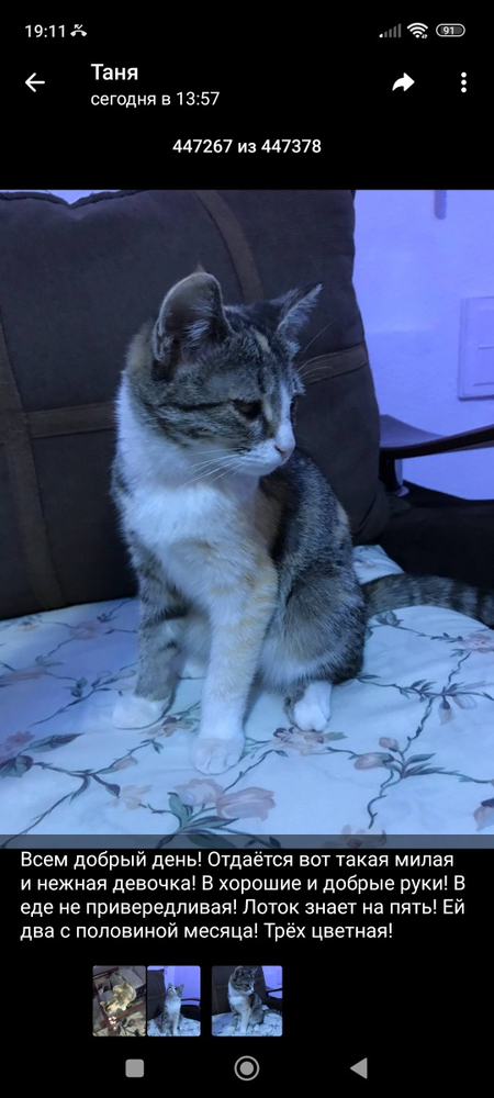 Животные котенок!