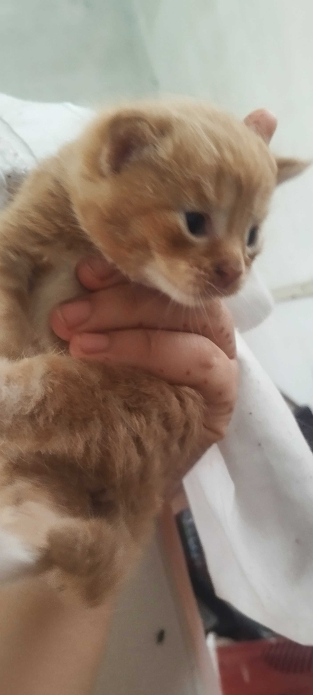 Mushuk bolasi strayt otasi heyland onasi