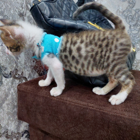 Котёнок почти 2 месяц